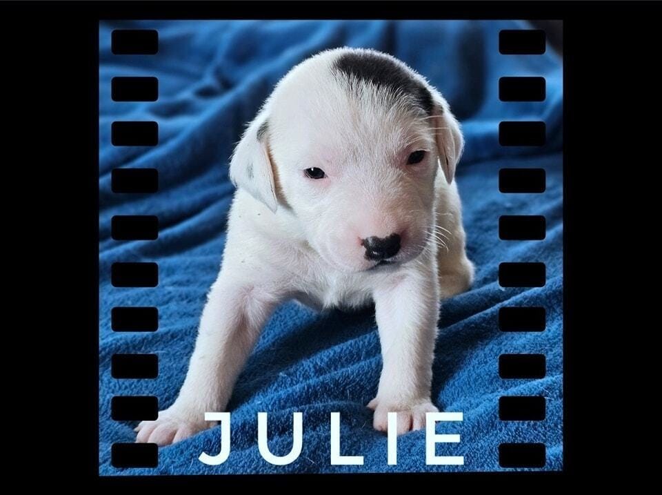 Adopt Julie Today - Find Paw Pal