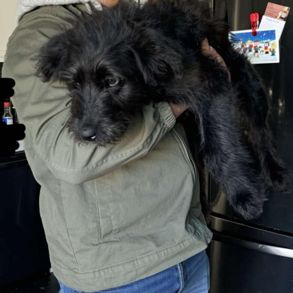 Adopt Lilith Today - Pets TheCountyOffice