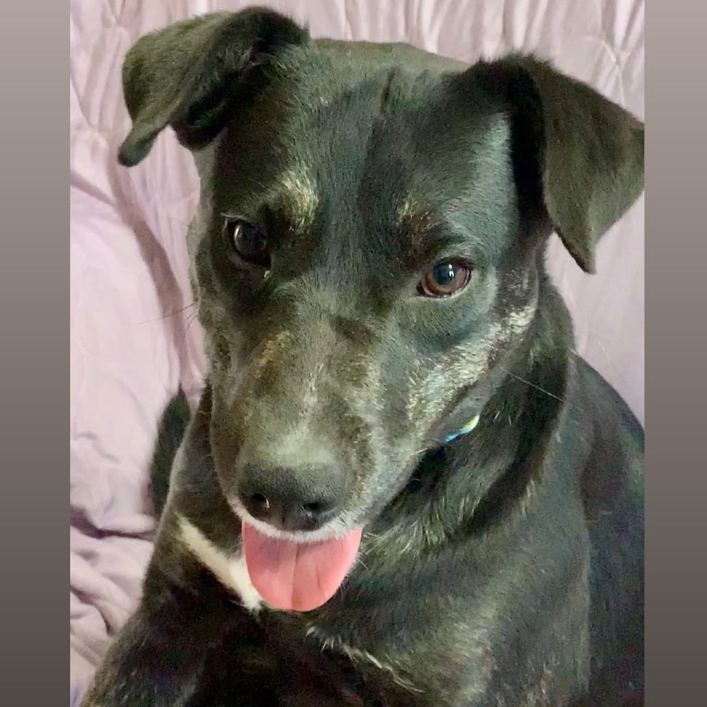 Adopt Sheila Today - Pets TheCountyOffice