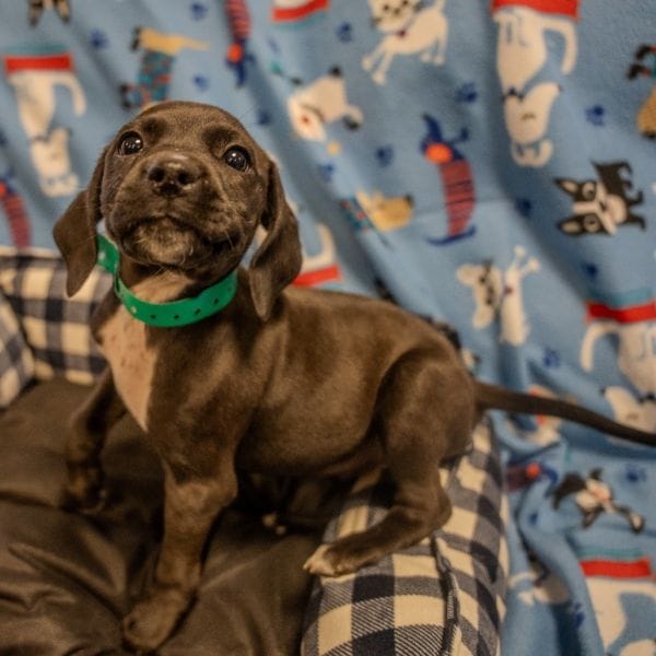 Adopt Jupiter Today - Pets TheCountyOffice