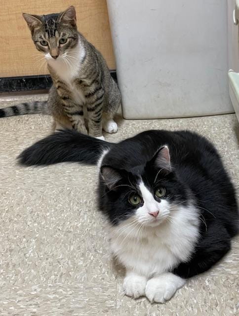 Adopt Ferbie and Sawyer Today - Find Paw Pal