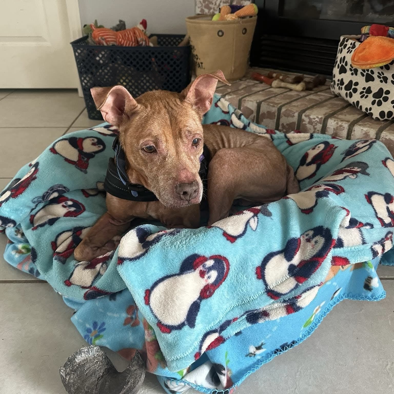 Adopt Hazel Today - Find Paw Pal