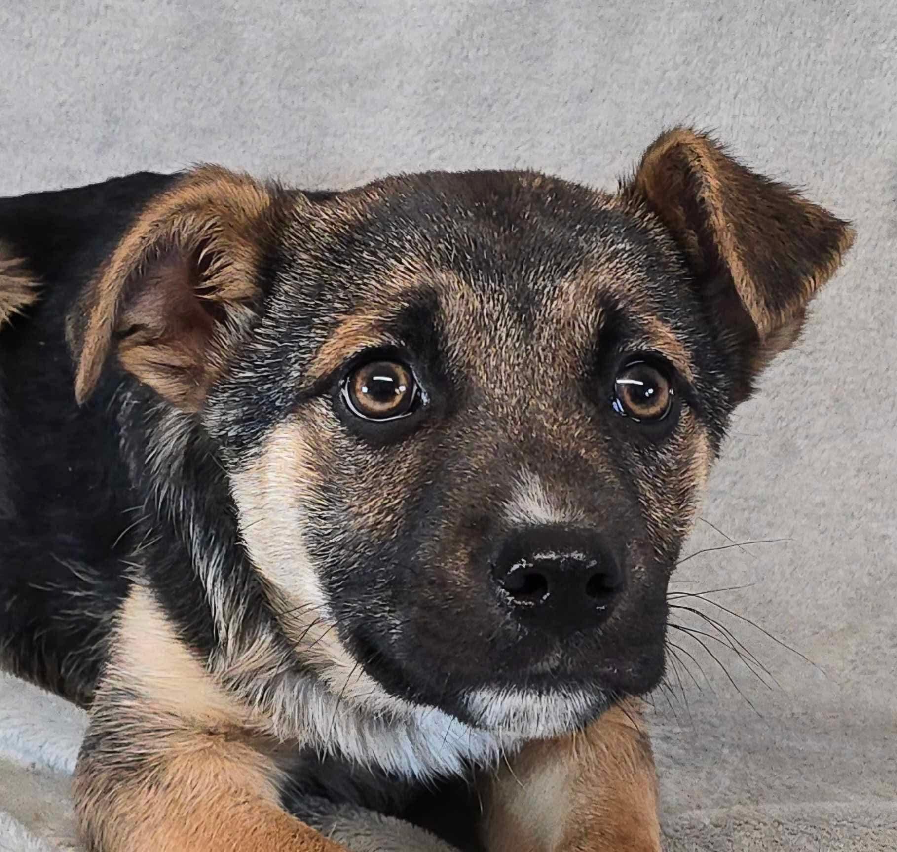 Adopt Everywhere *foster needed* Today - Find Paw Pal