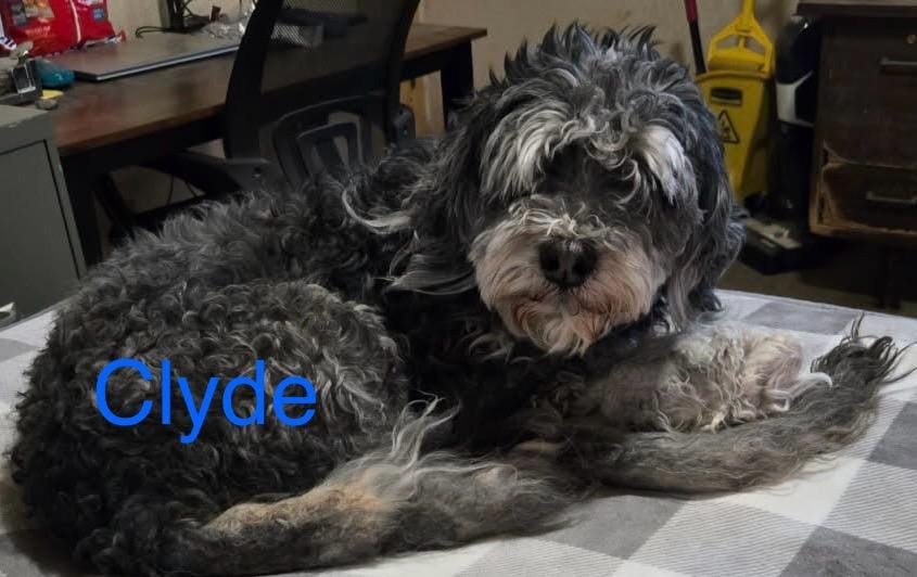 Adopt Clyde Today - Pets TheCountyOffice