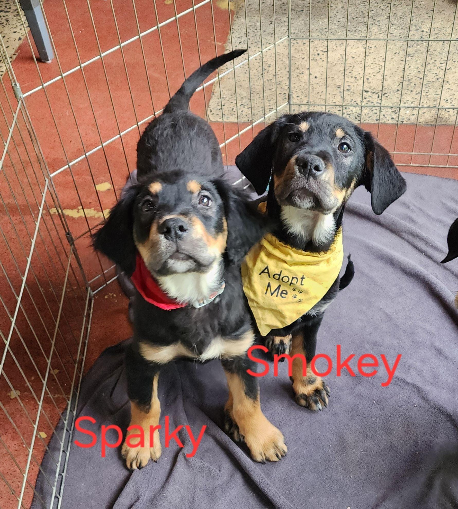 Adopt Smokey Today - Find Paw Pal