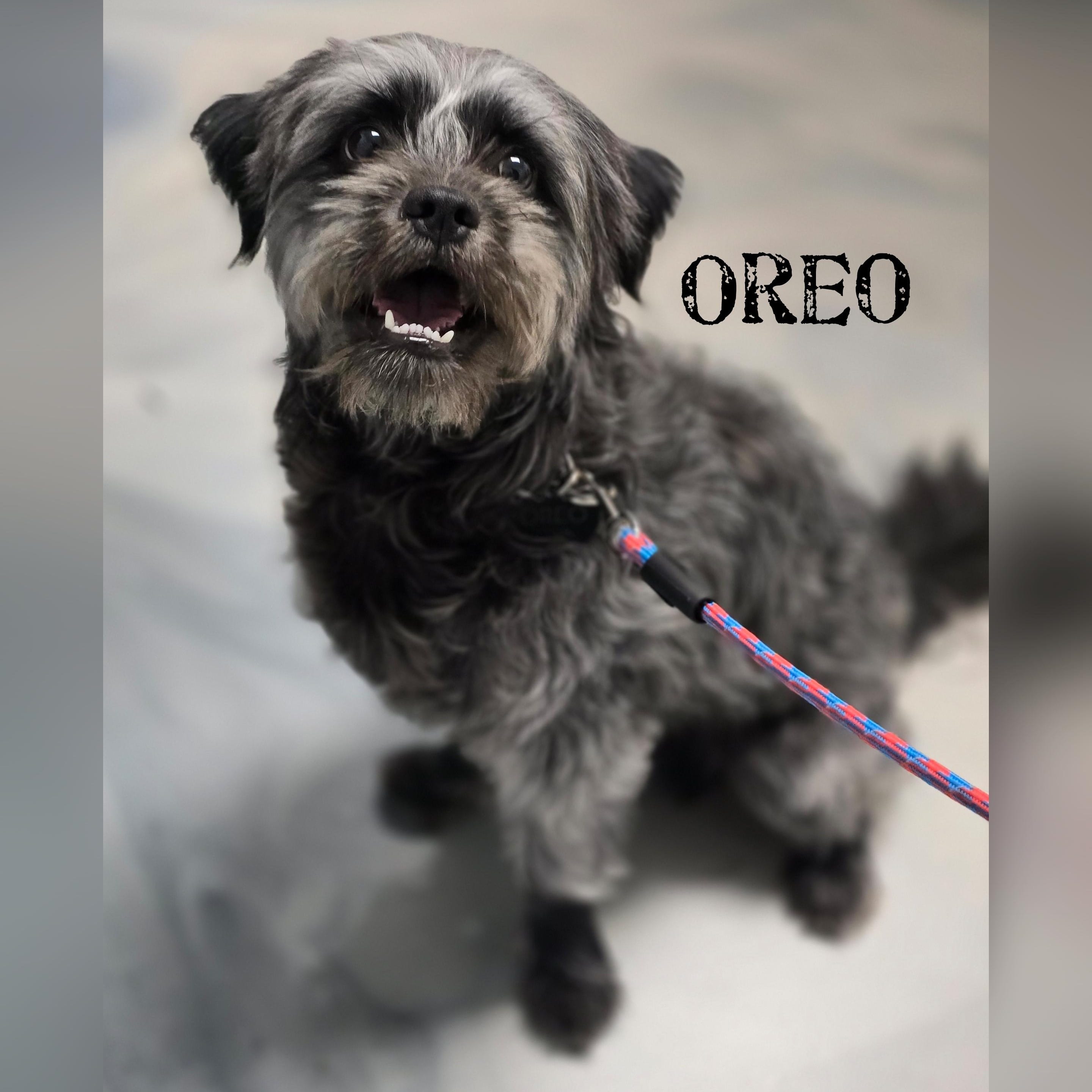 Adopt Oreo Today - Pets TheCountyOffice