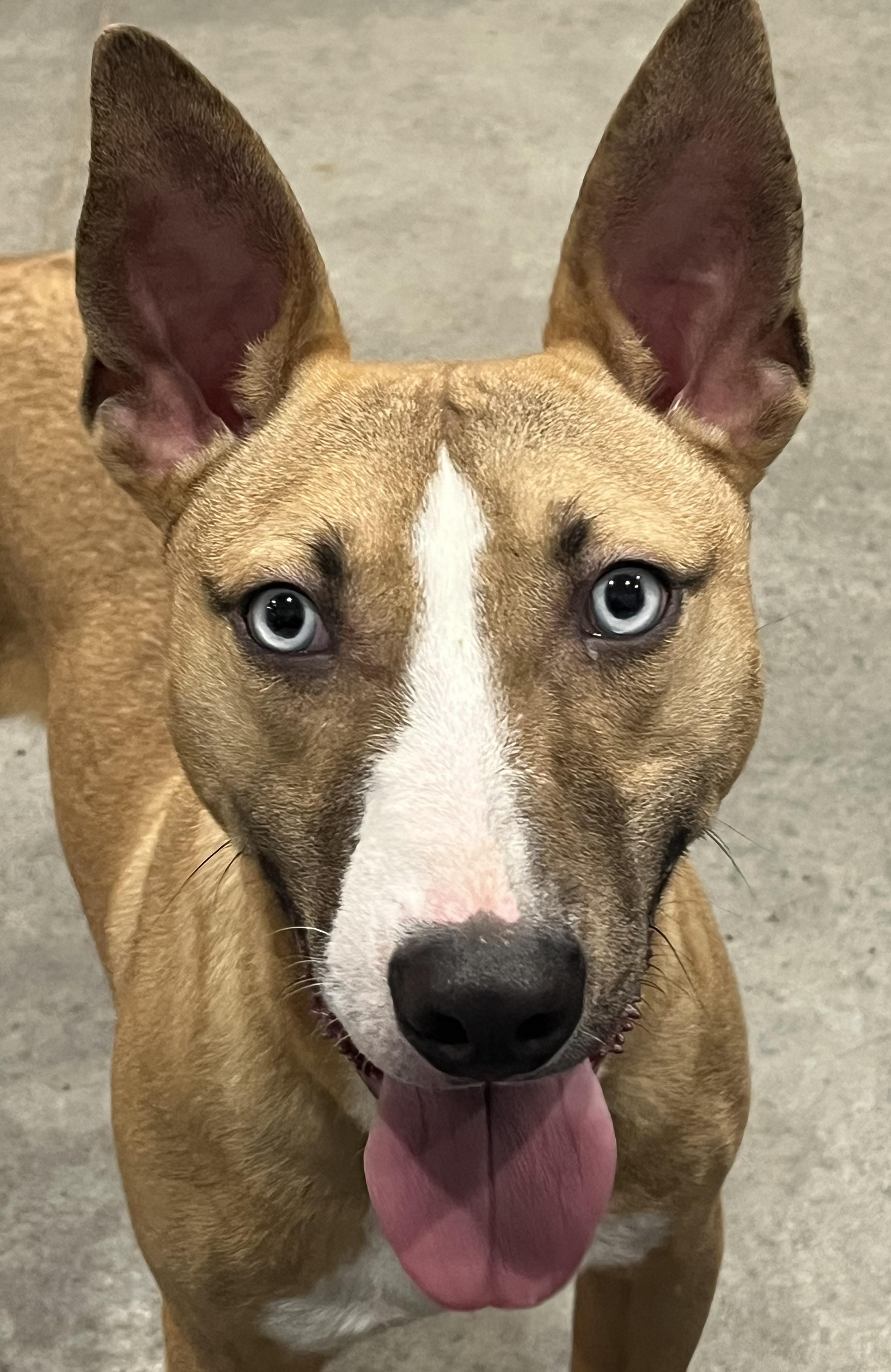 Adopt Mike Wazowski Today - Find Paw Pal