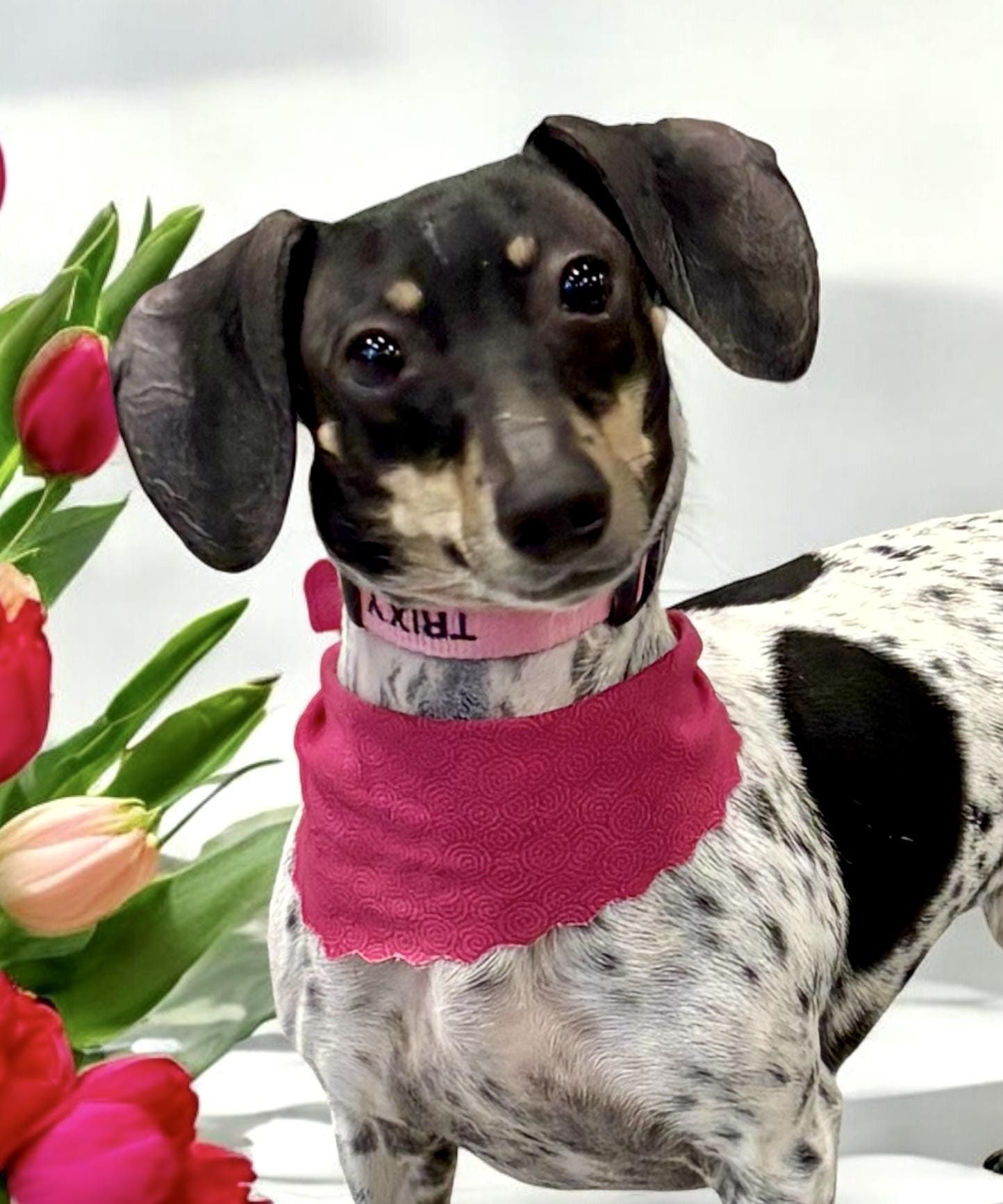 Adopt Trixy Today - Pets TheCountyOffice