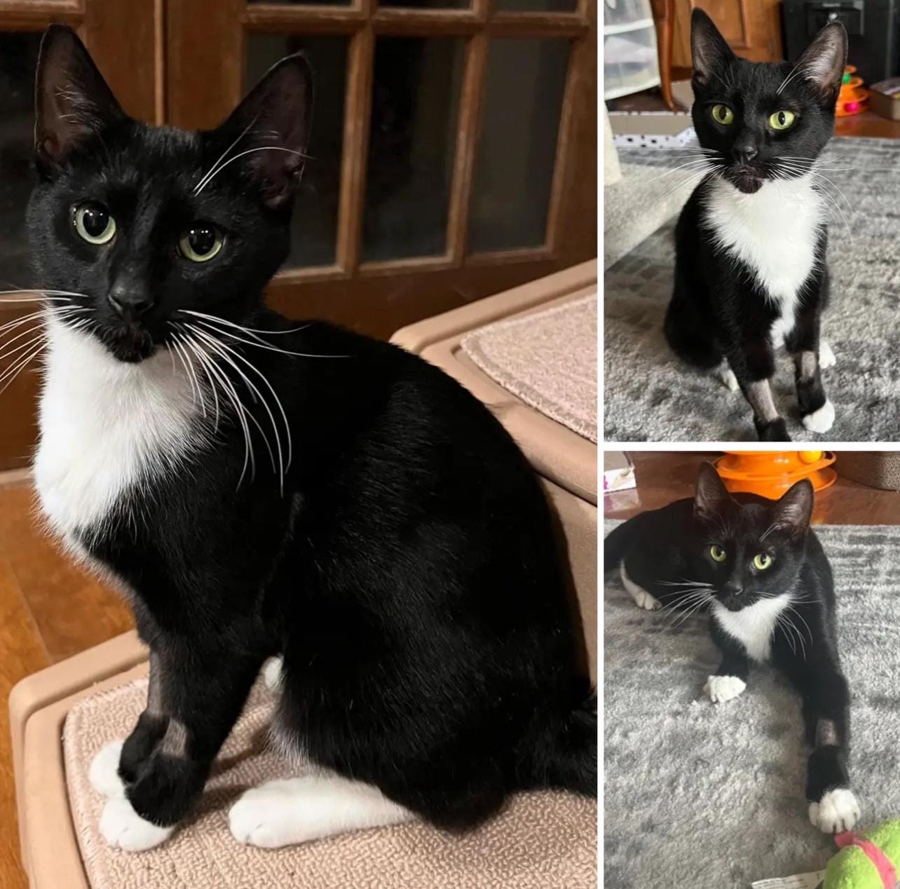 Adopt Ms Parker Today - Pets TheCountyOffice