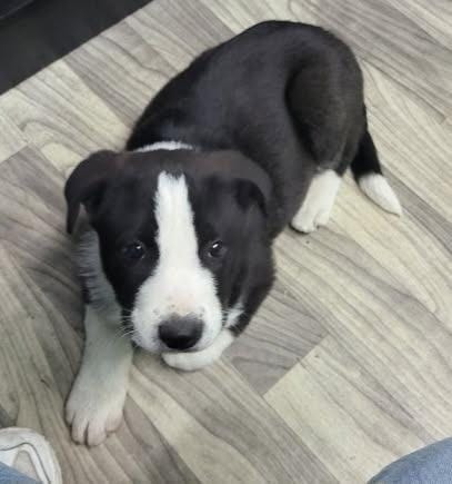 Adopt Delta Dawn Today - Pets TheCountyOffice