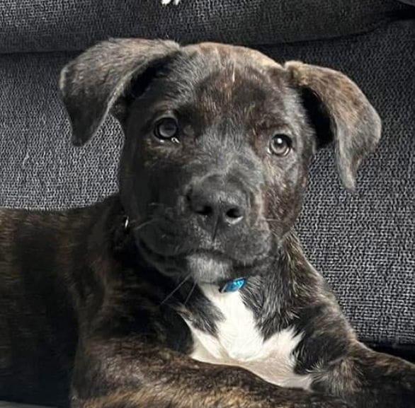 Adopt Chocolate Chip Today - Find Paw Pal