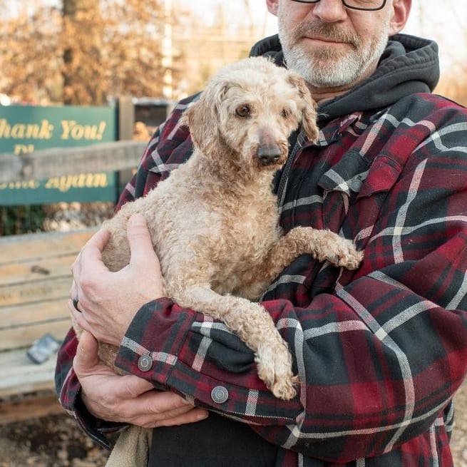 Adopt Noah Today - Pets TheCountyOffice