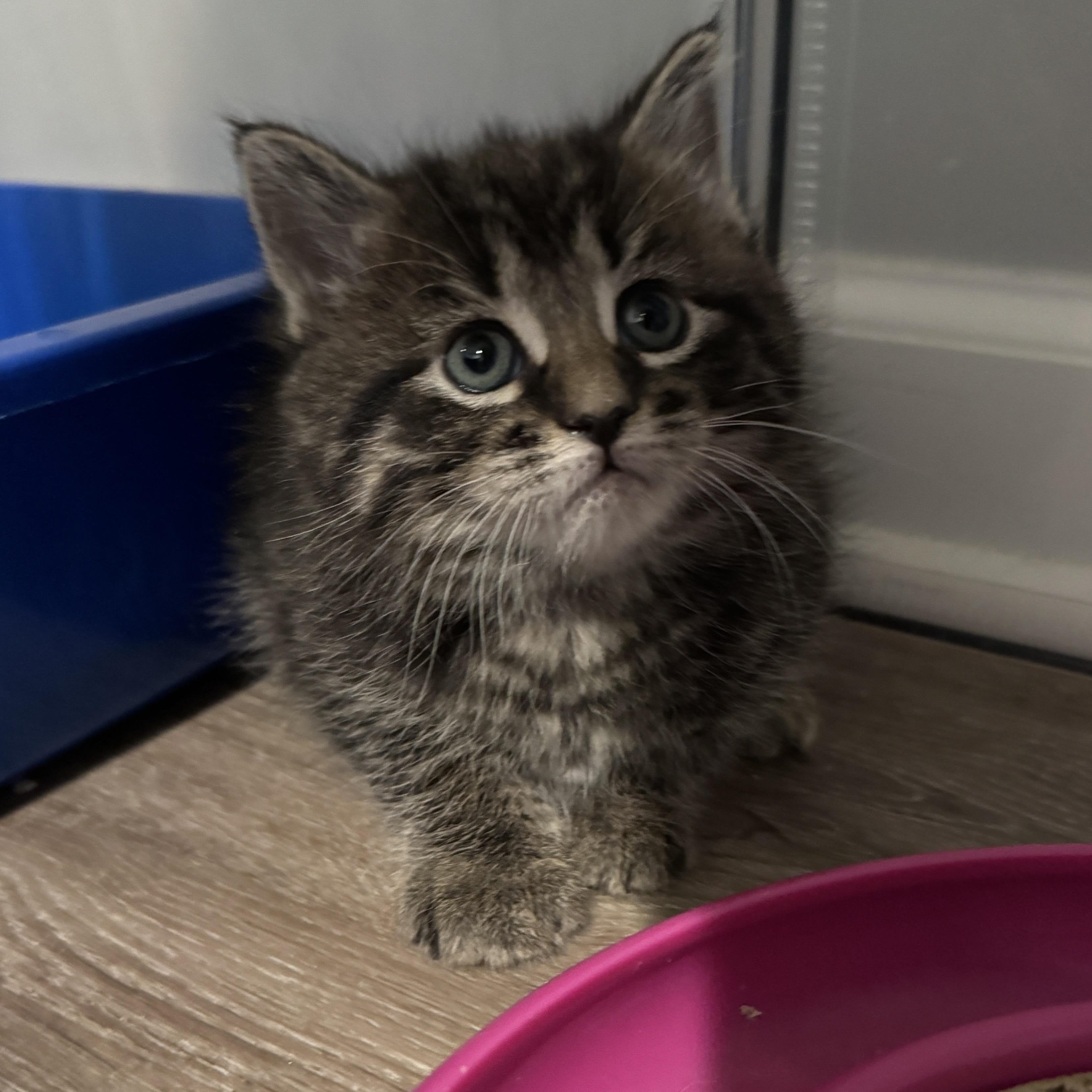 Adopt Sable Today - Pets TheCountyOffice