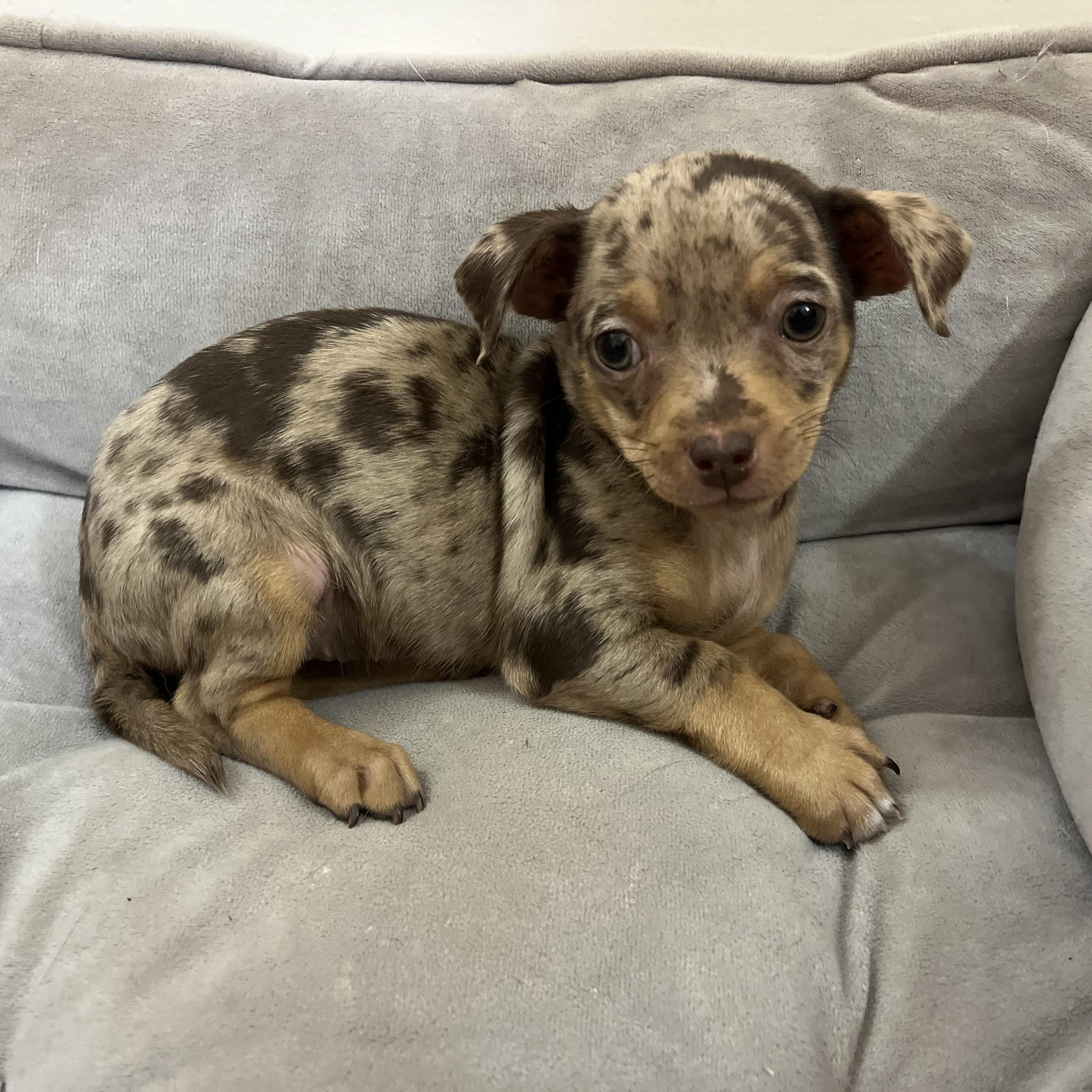 Adopt Moxie Today - Pets TheCountyOffice