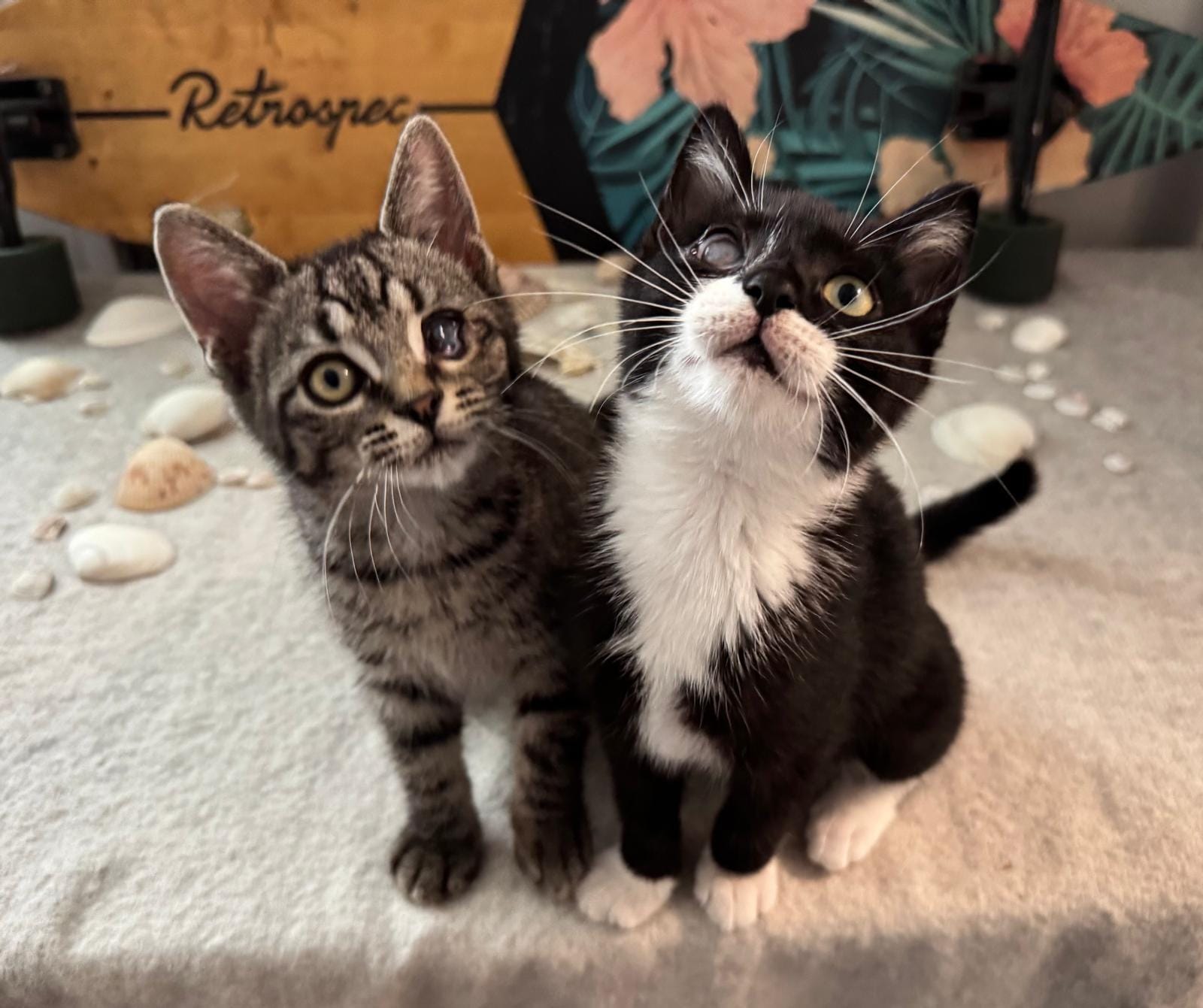 Adopt Davie and Sparrow Today - Find Paw Pal