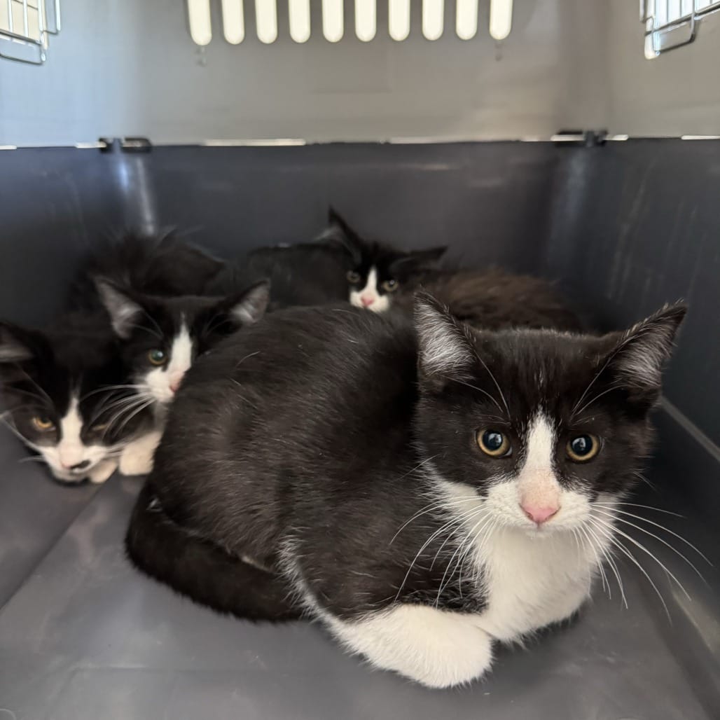 Adopt Blue Bonnet Today - Find Paw Pal