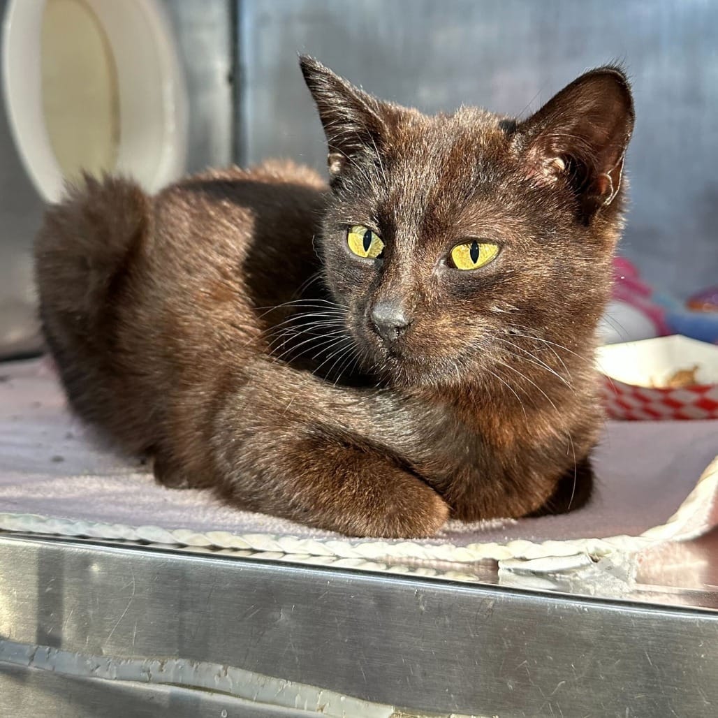 Adopt Fuzzy Britches Today - Find Paw Pal