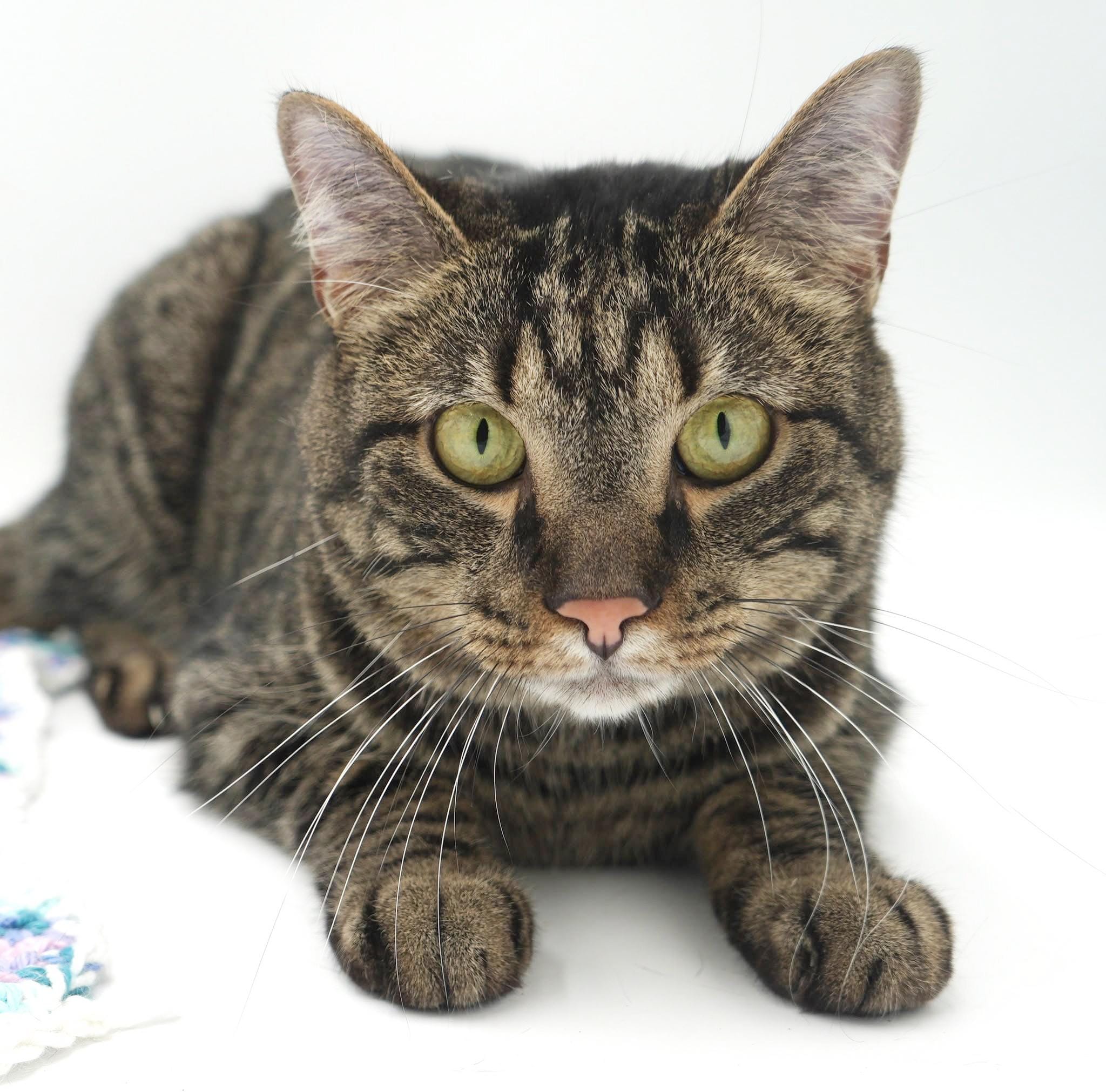 Adopt Marvin the Magnificent! Our therapy mushball chonk!! Today - Find ...