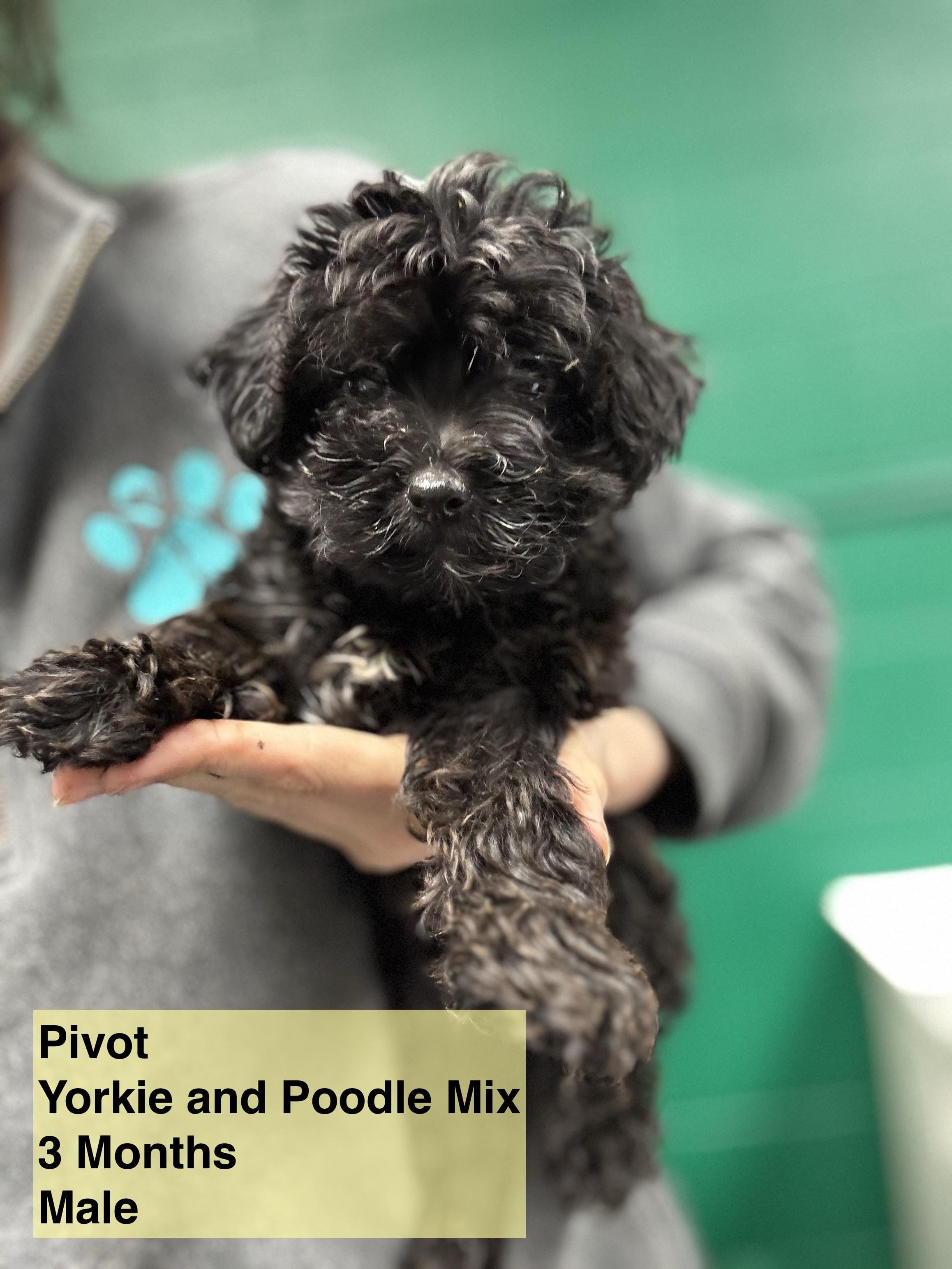 Adopt Pivot Today - Pets TheCountyOffice