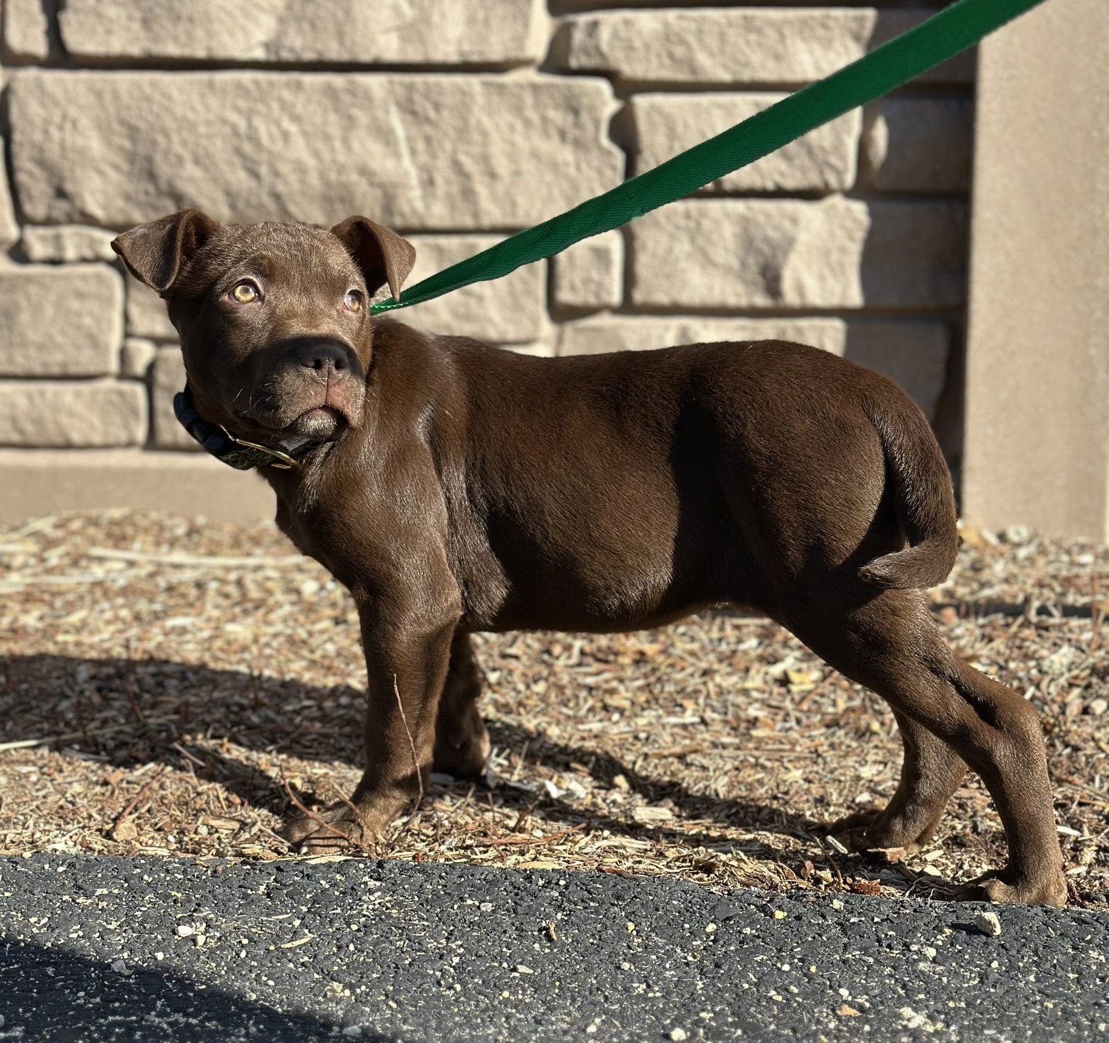Adopt Pookie - 10 week old male - AVL 3/14 Today - Find Paw Pal