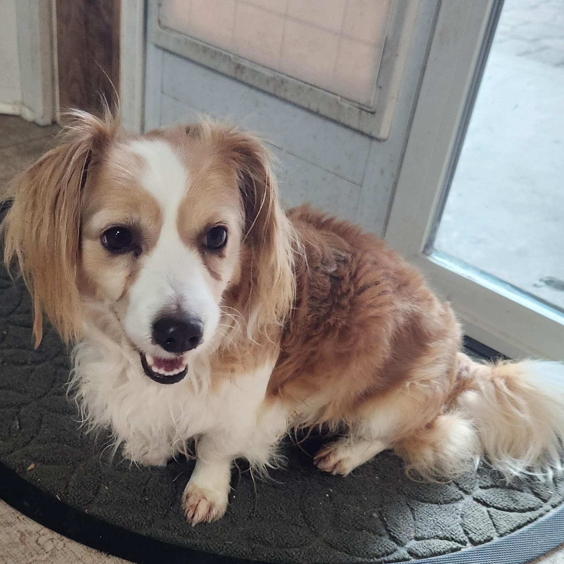 Adopt Pepe Le Pew Today - Find Paw Pal