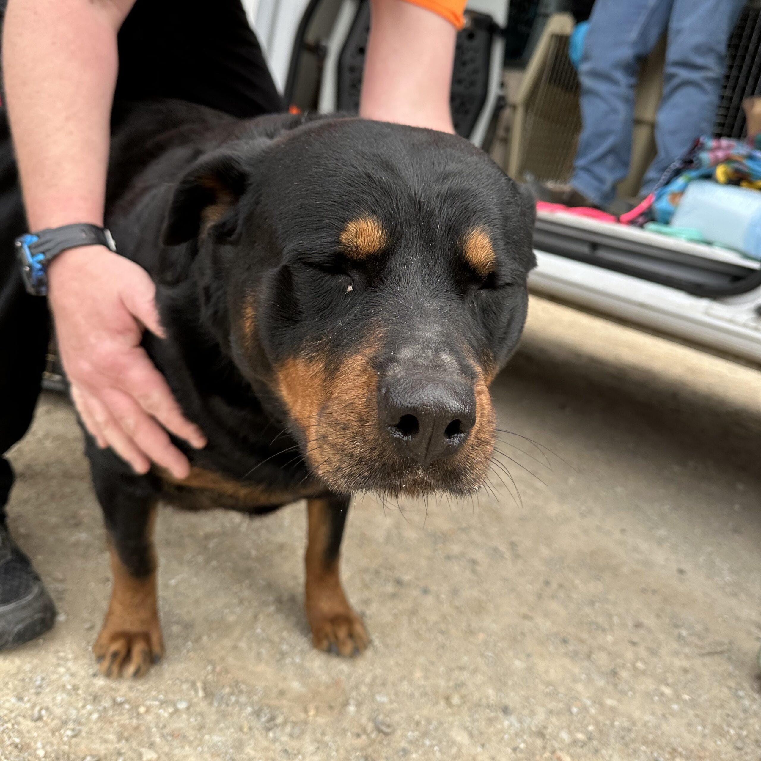 Adopt Big Debbie Today - Find Paw Pal