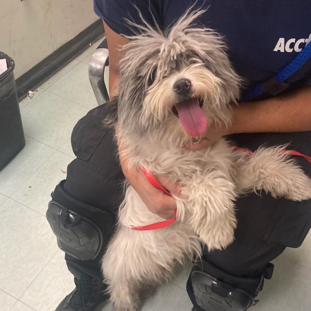 Adopt Cocoa Bean Today - Find Paw Pal