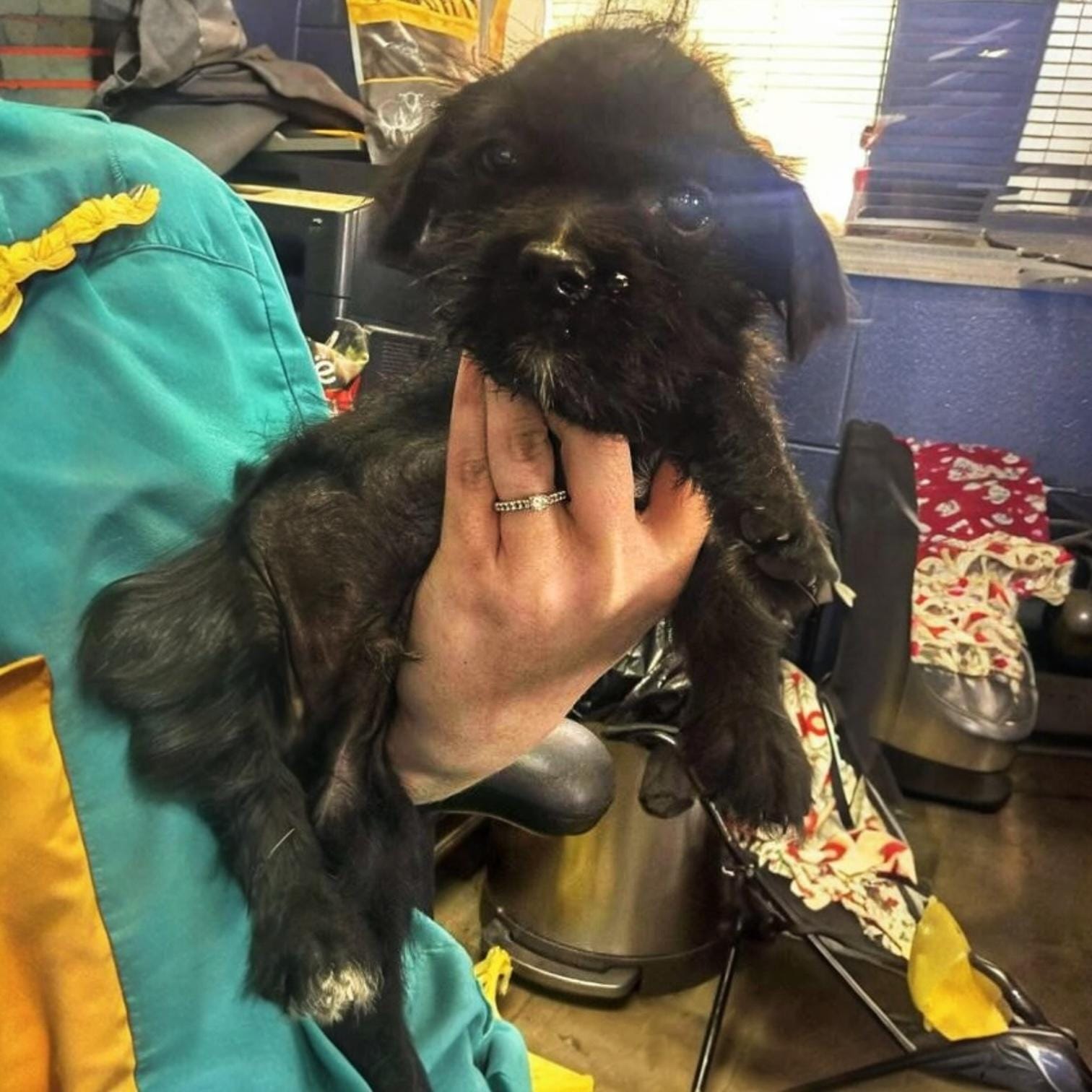 Adopt Callum Today - Find Paw Pal