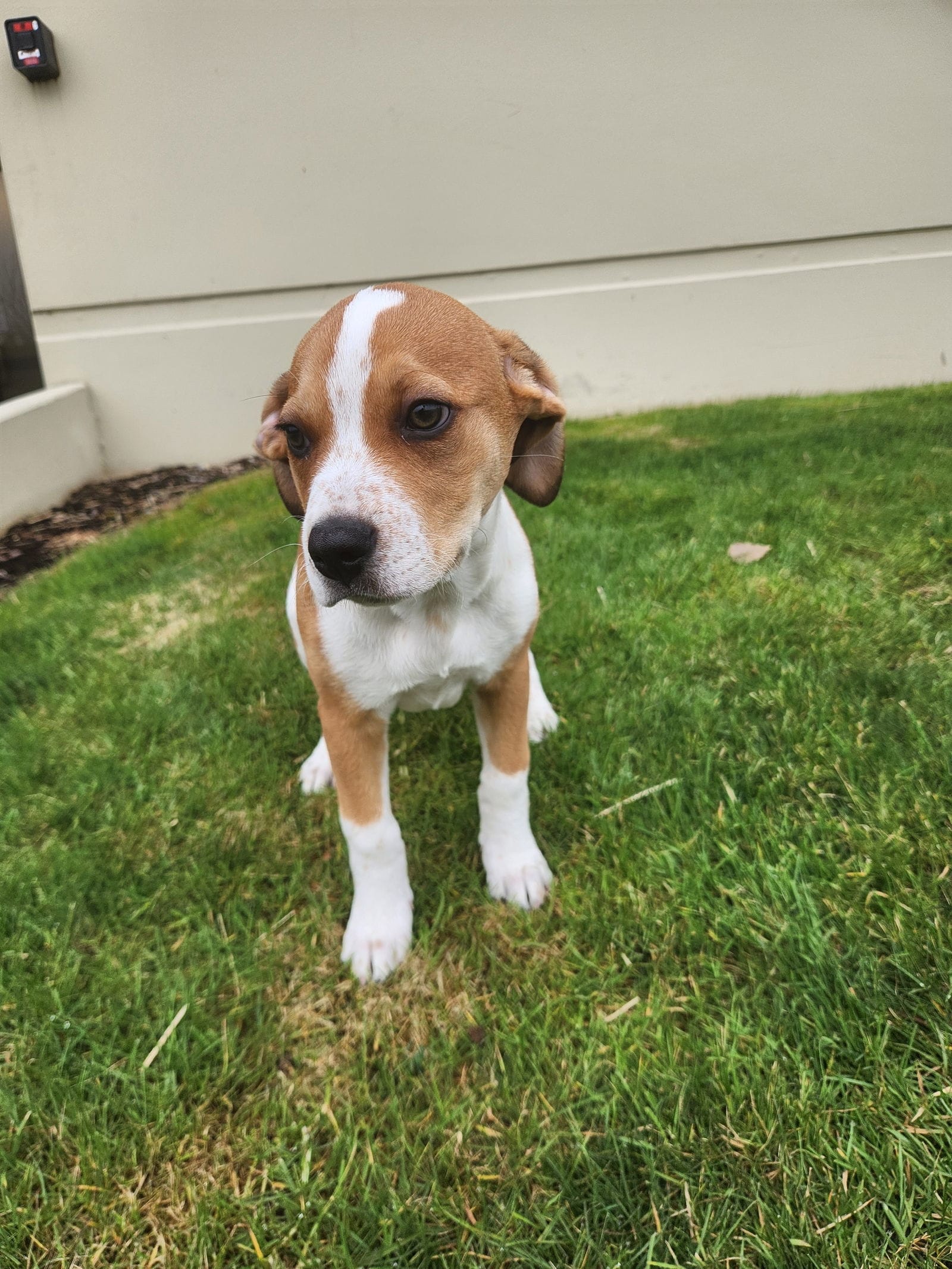 Adopt Pinto - Perfect Sidekick Today - Find Paw Pal