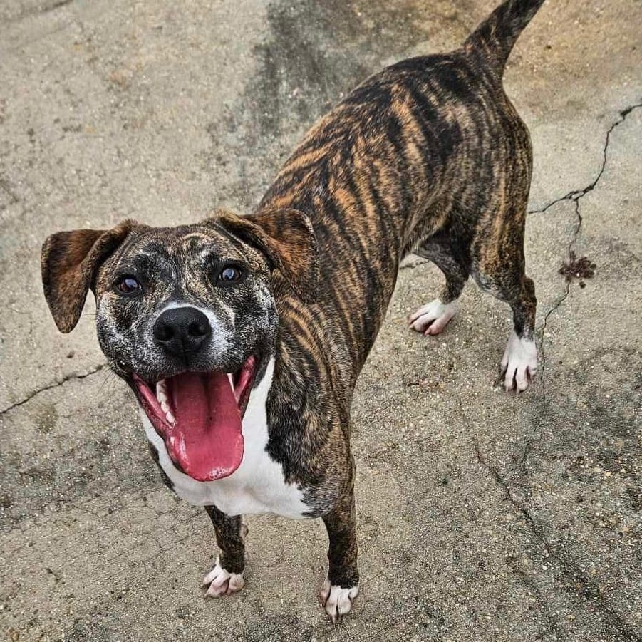 Adopt Pippi Puppy Longstocking Today - Find Paw Pal