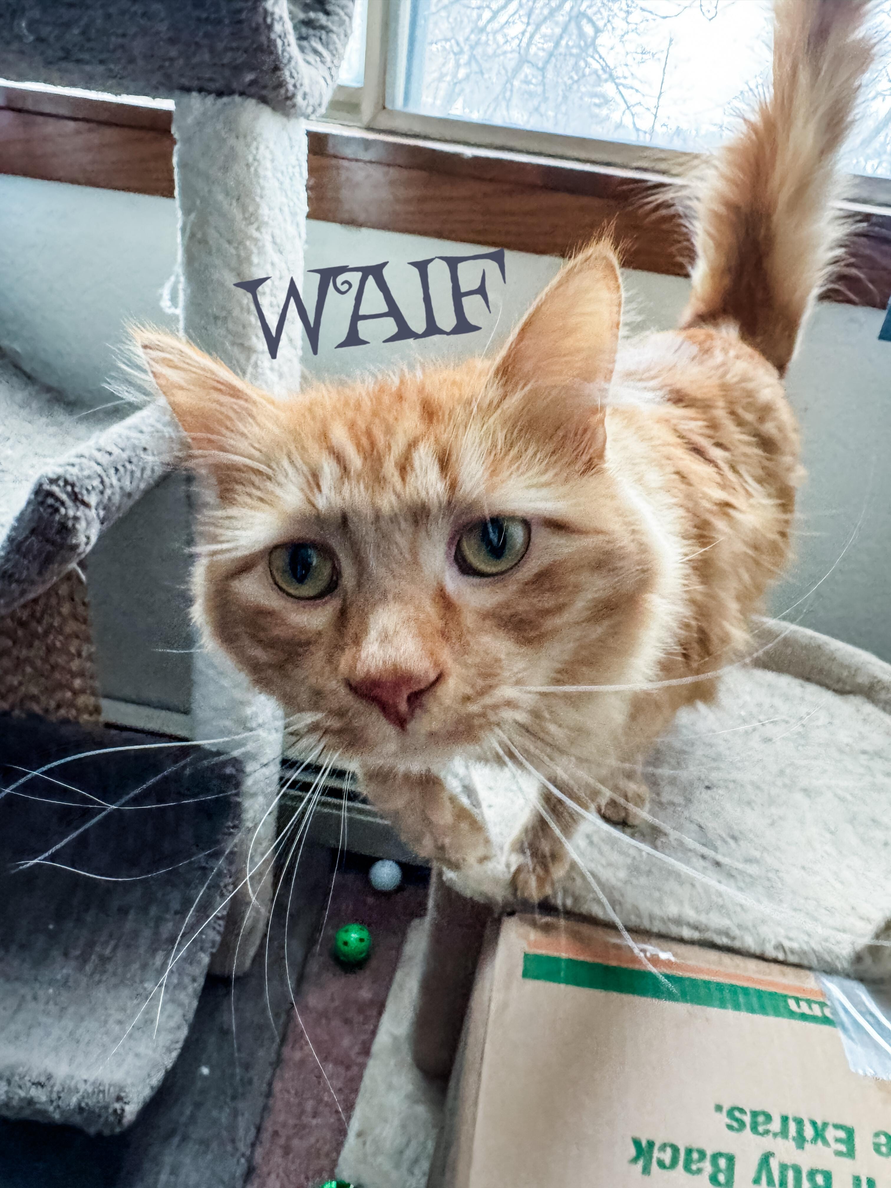 Adopt Waif Today - Find Paw Pal