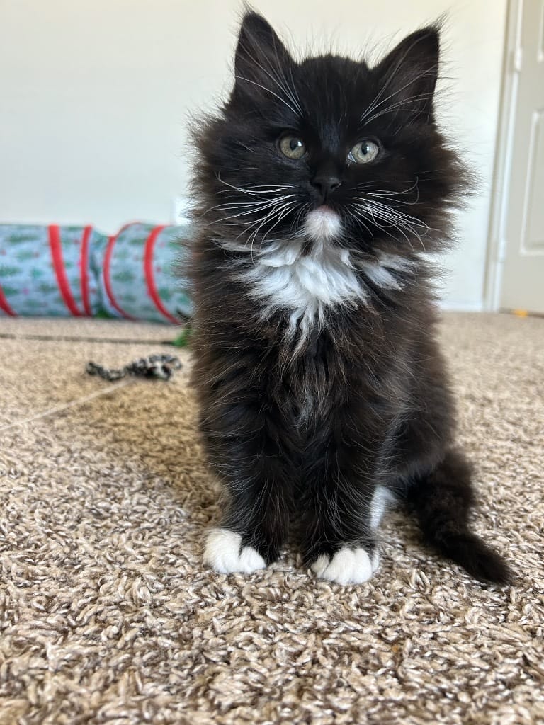 Adopt Princess Poof Today - Pets TheCountyOffice