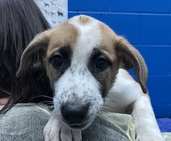 Adopt Panda Today - Find Paw Pal