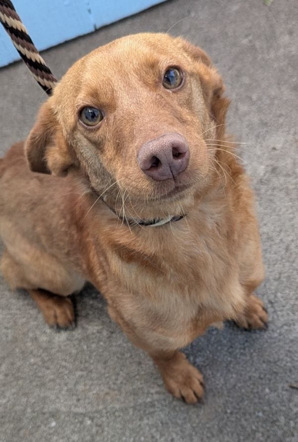 Adopt Pooh Bear Today - Find Paw Pal