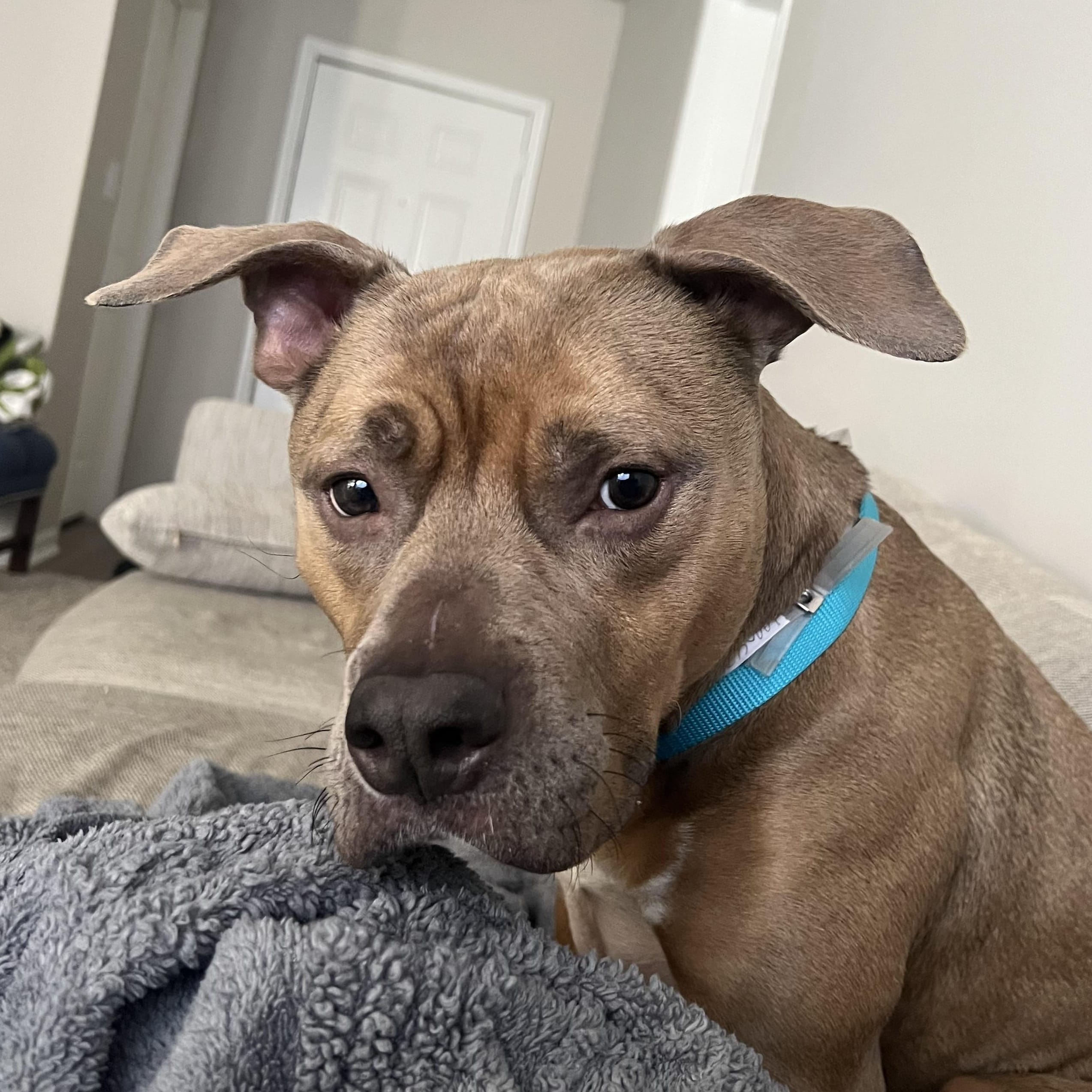 Adopt Mr. Beefy Today - Pets TheCountyOffice