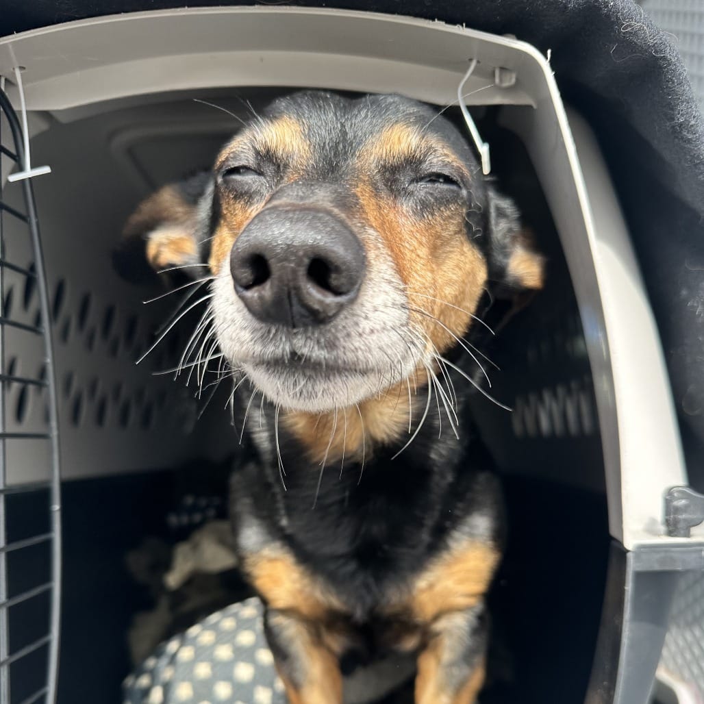 Adopt Coco Bean Today - Find Paw Pal