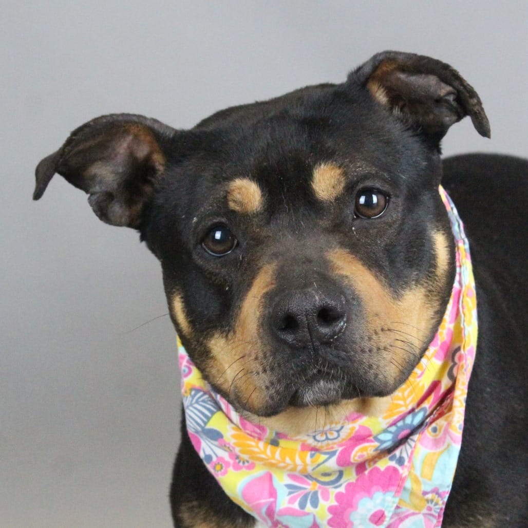 Adopt Captain Elizabeth Today - Find Paw Pal