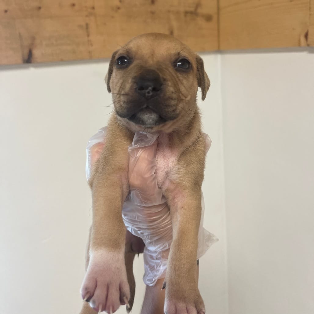 Adopt Moxie Today - Find Paw Pal
