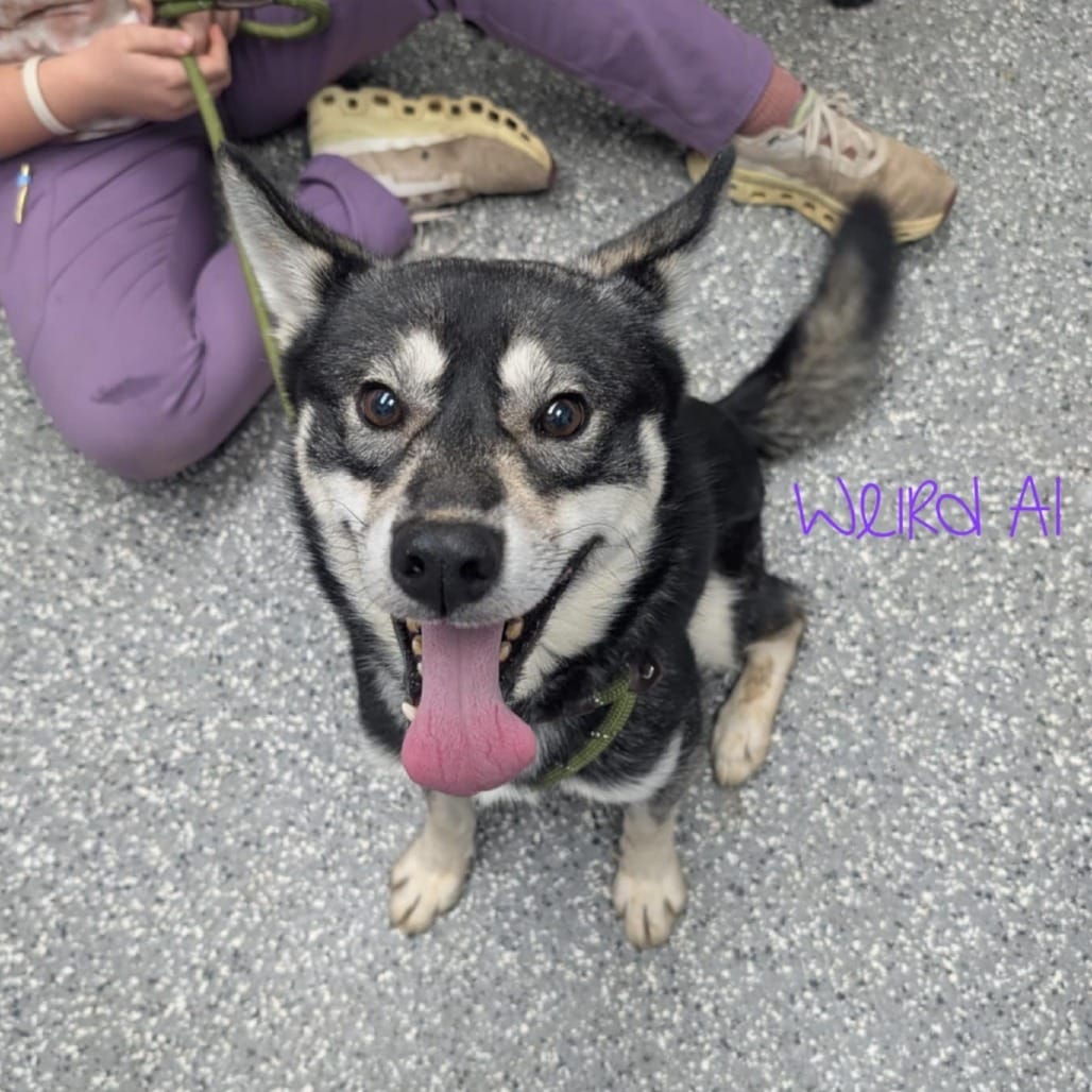 Adopt Weird Al Today - Find Paw Pal