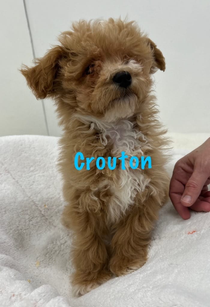 Adopt Crouton Today - Pets TheCountyOffice