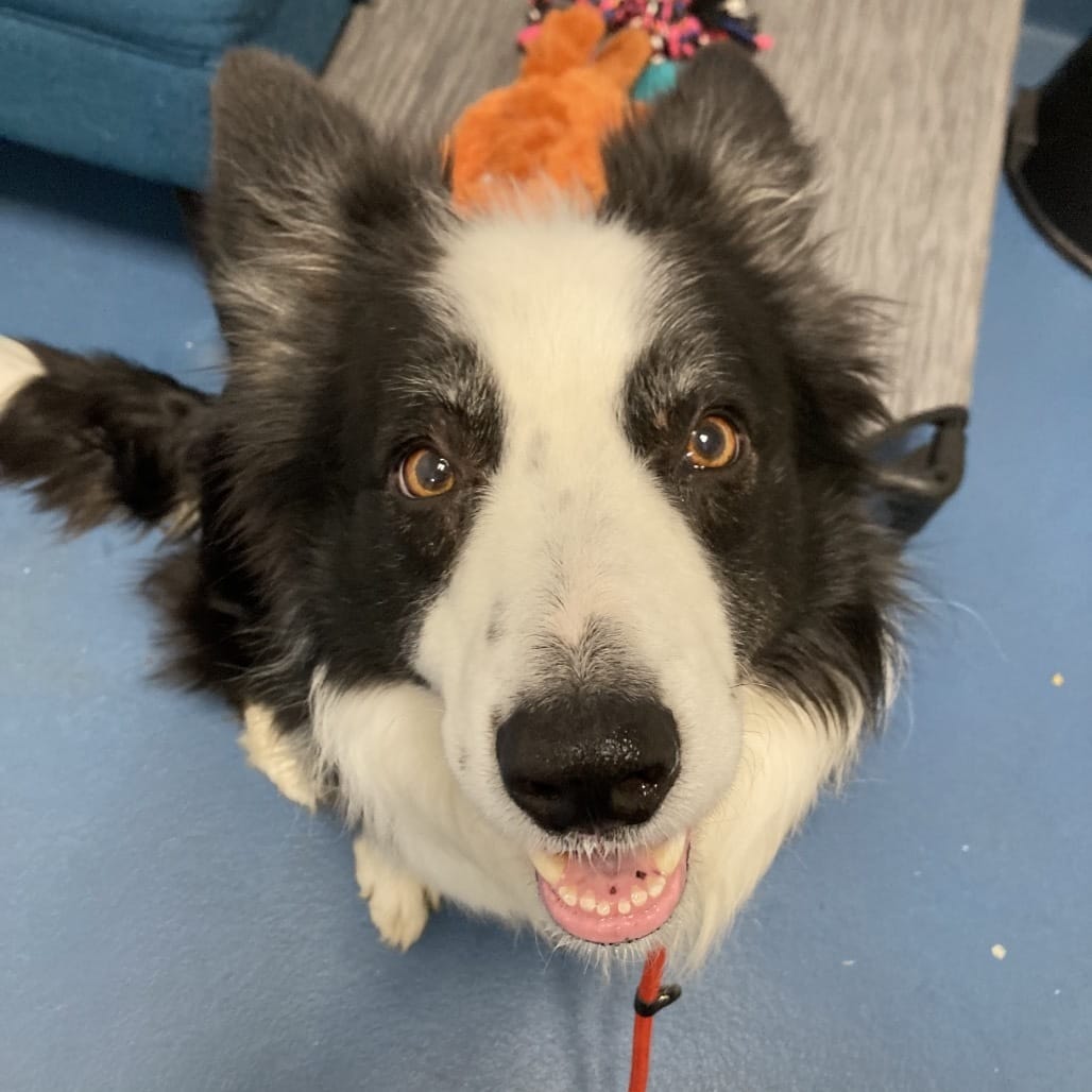 Adopt Dexter Today - Find Paw Pal