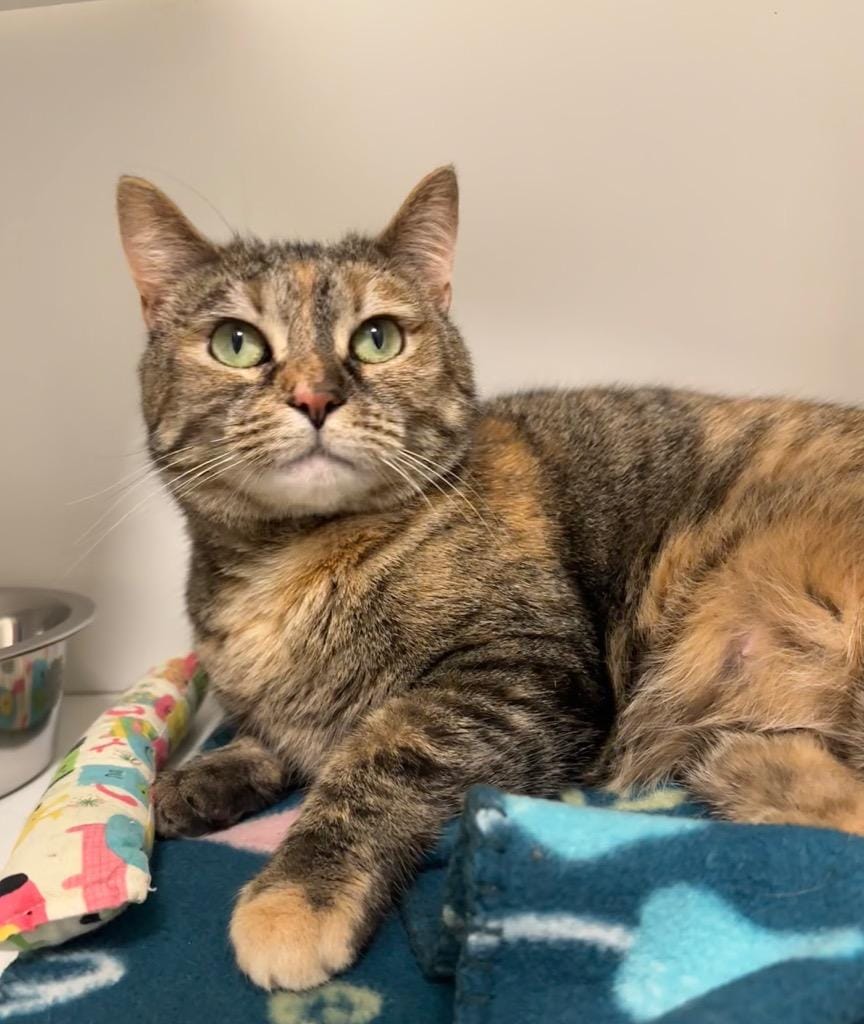 Adopt Kit Kat (FIV+) Today - Find Paw Pal