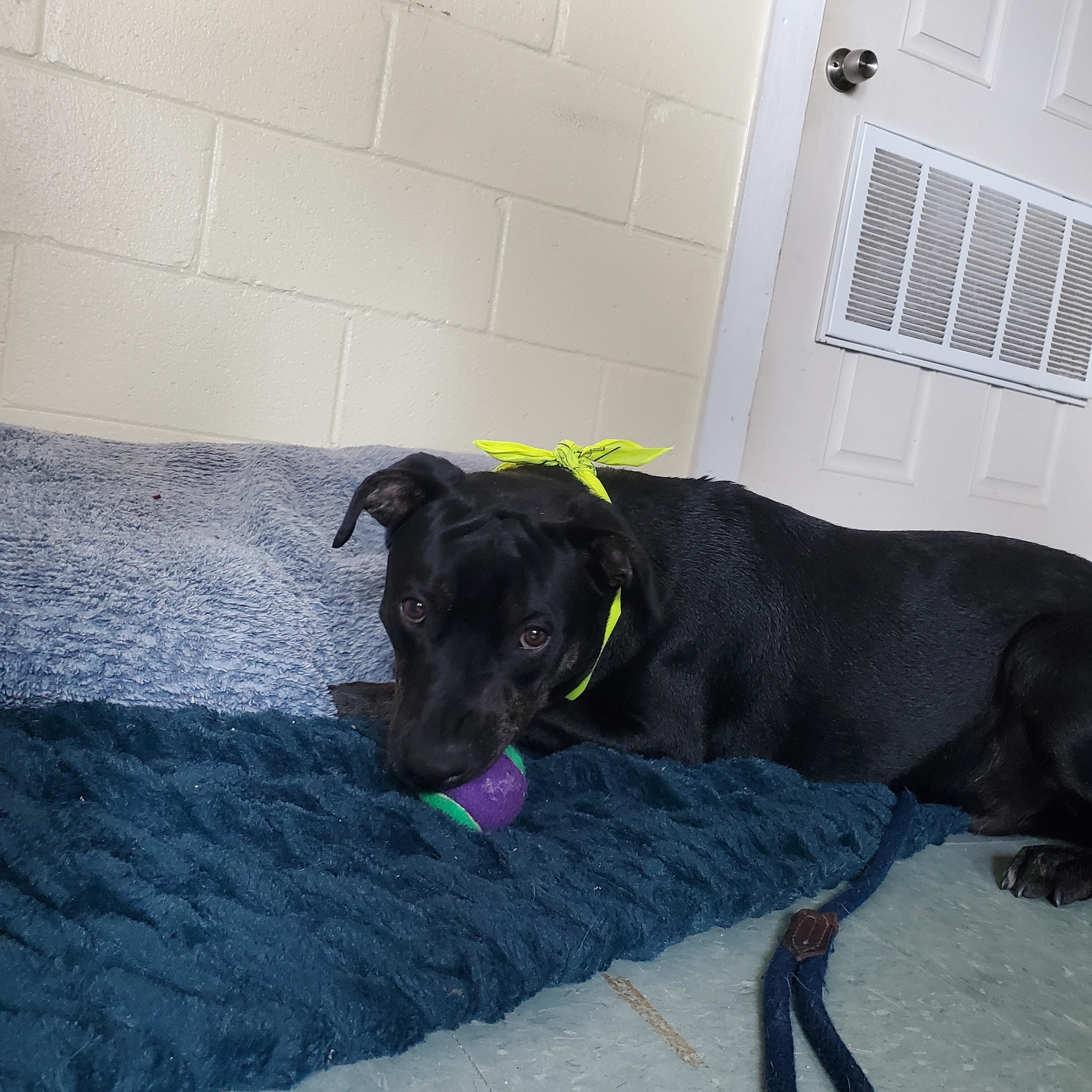 Adopt the Ideal Dog Near You - Pets TheCountyOffice
