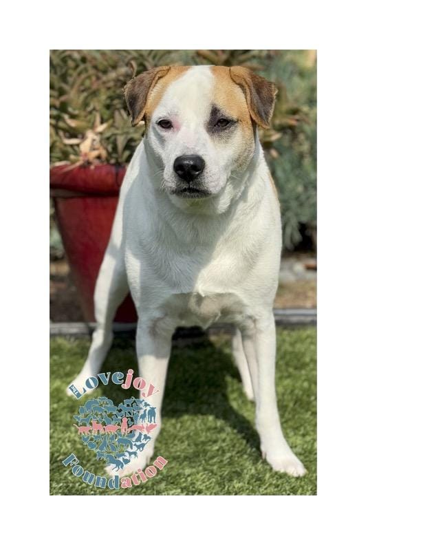 Adopt Patches Today - Find Paw Pal