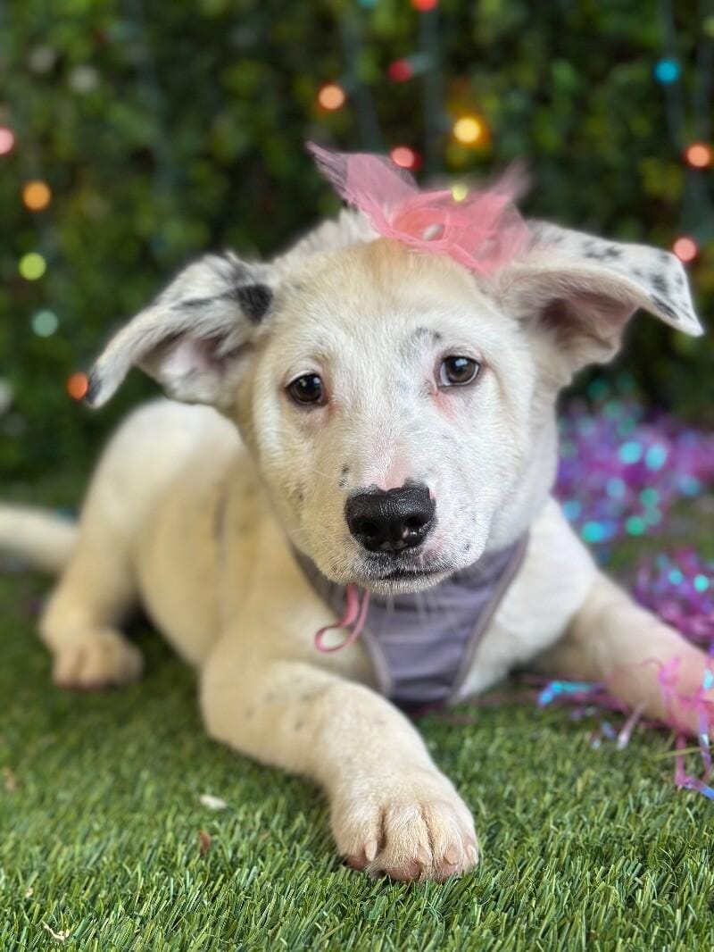 Adopt Puff Puff Today - Pets TheCountyOffice