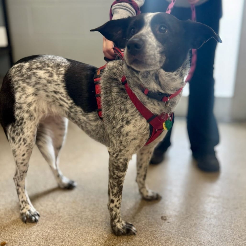 Adopt Penelope Today - Pets TheCountyOffice