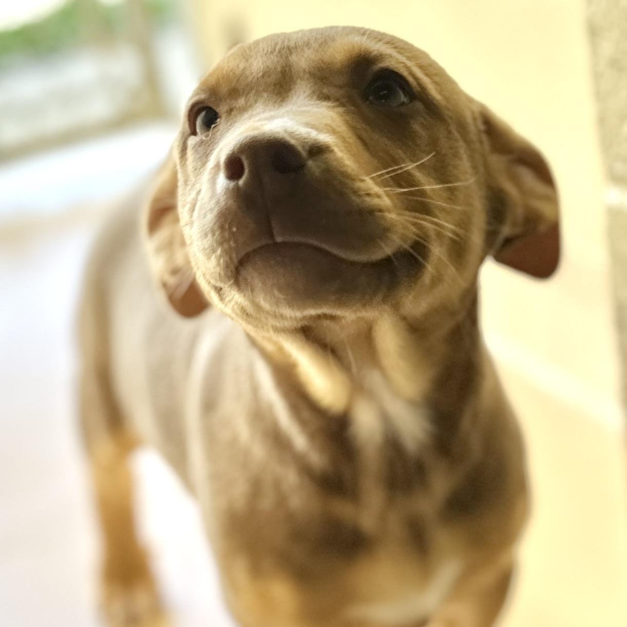 Adopt Archie Today - Pets TheCountyOffice