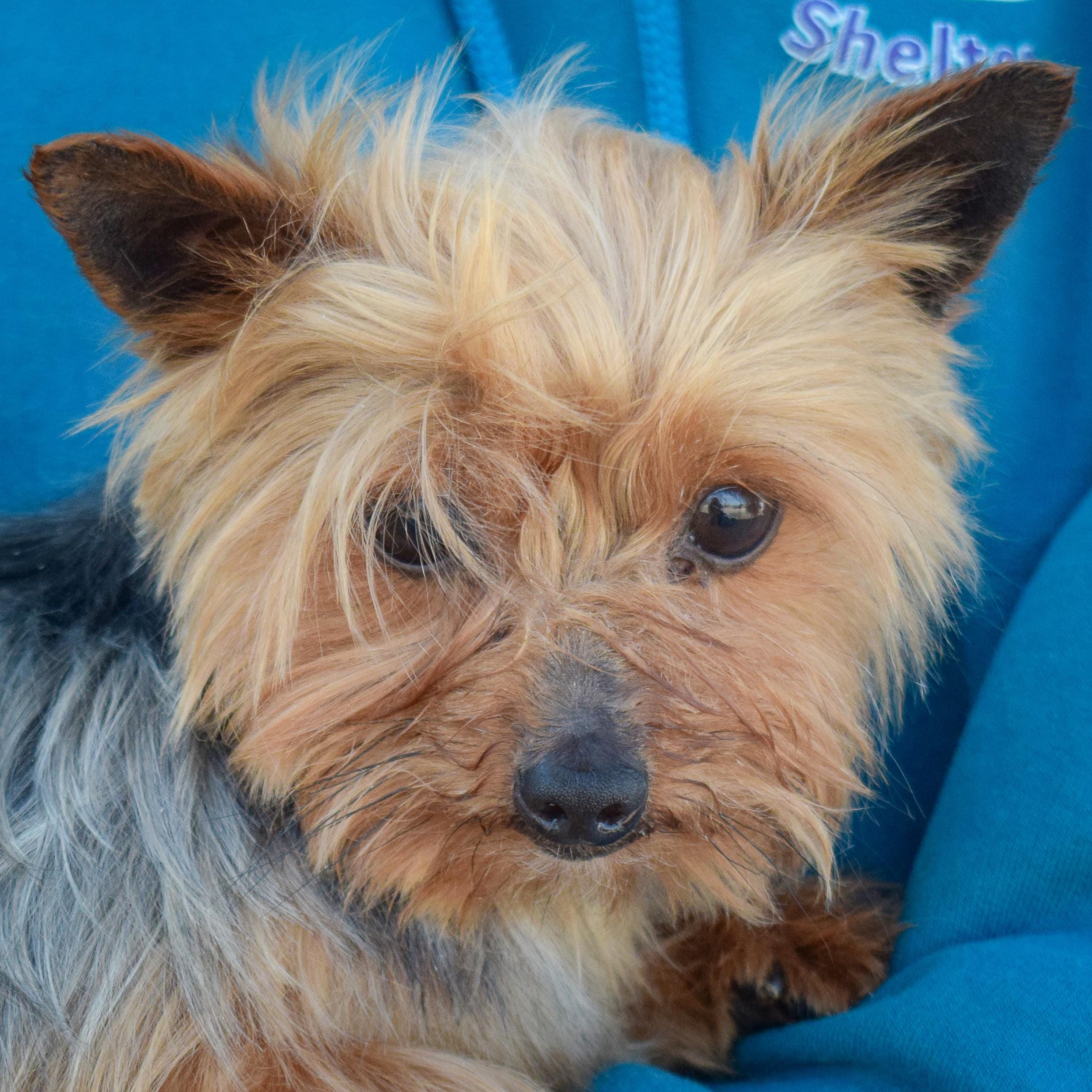 Adopt Quagmire Today - Pets TheCountyOffice