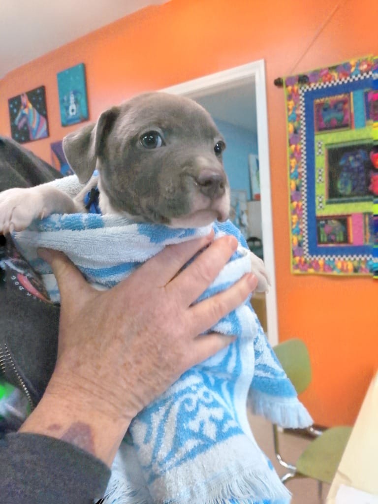 Adopt the Ideal Dog Near You - Find Paw Pal