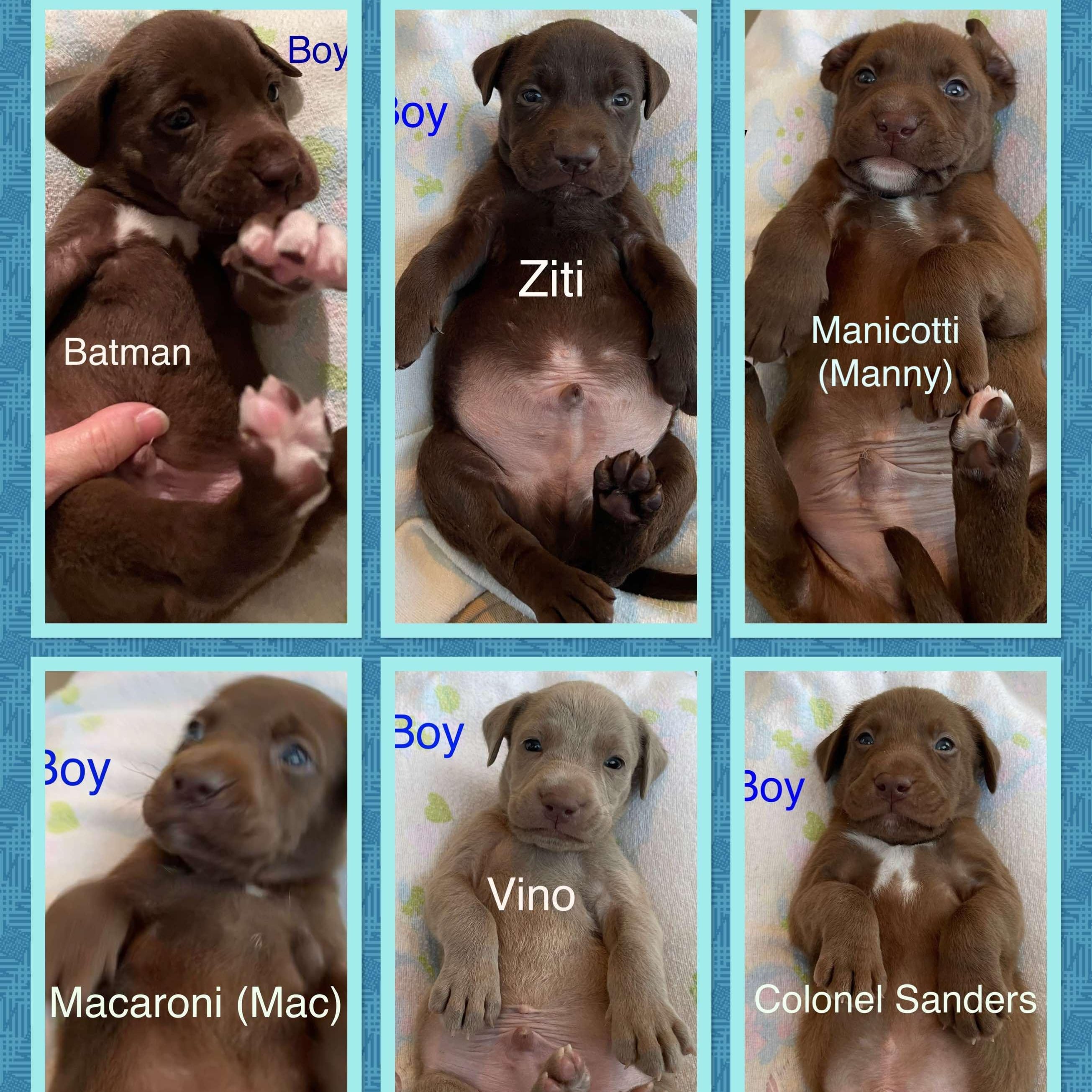 Adopt Nickla's Chocolate Lab Litter Today - Find Paw Pal